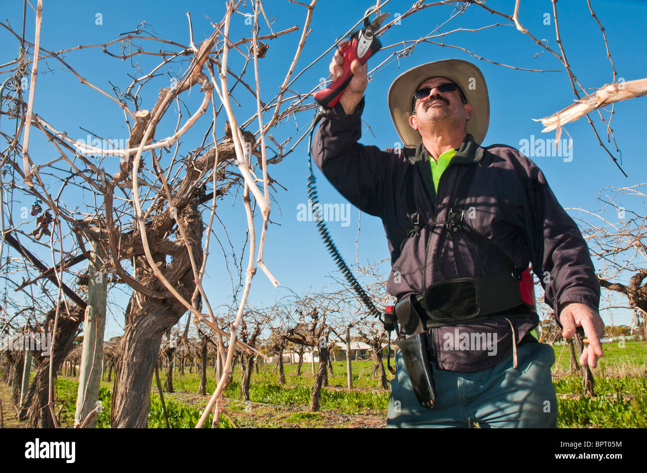 Vine pruning using electric secateurs near Mildure in the Sunraysia ...