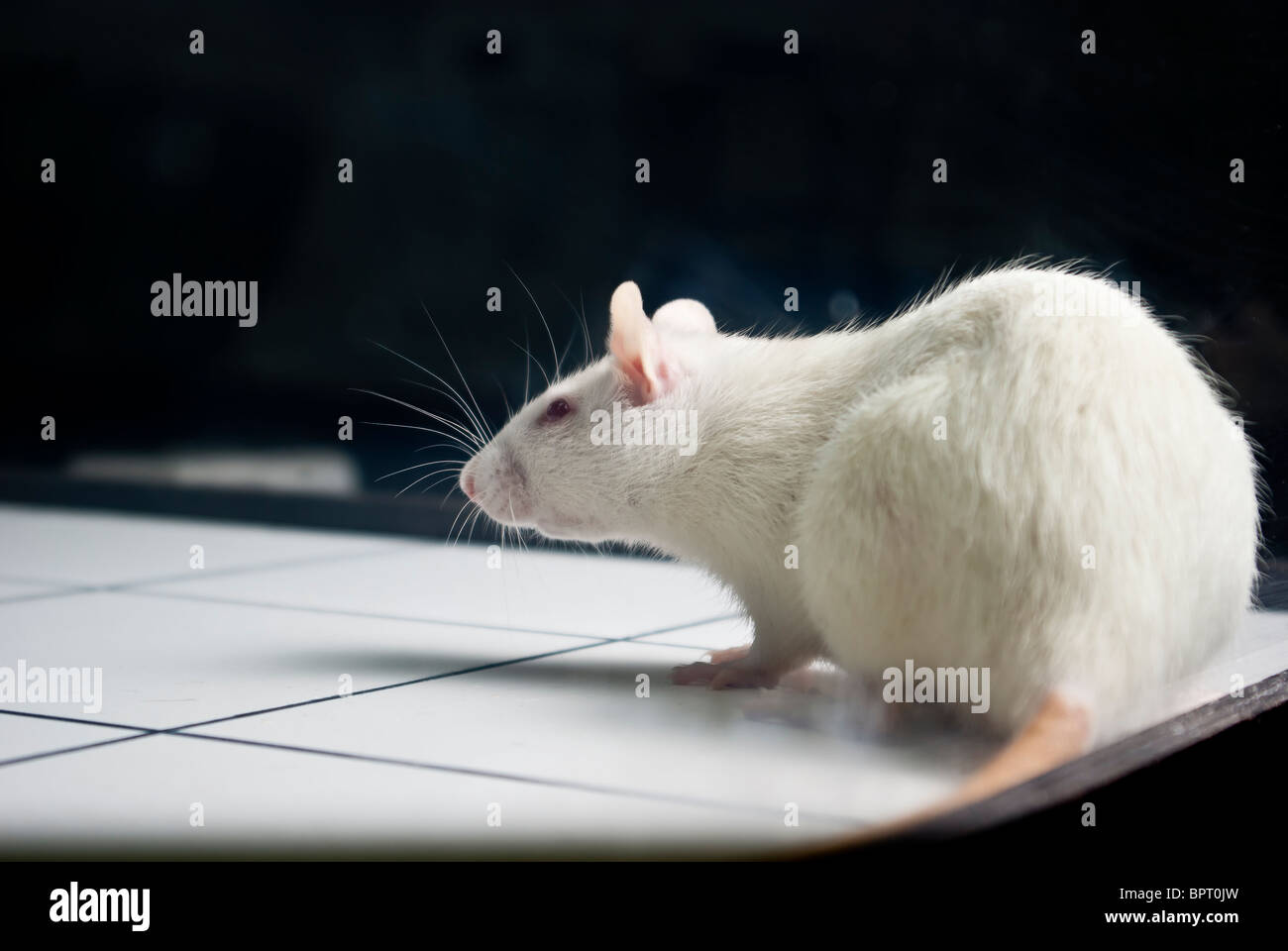 white (albino) laboratory rat on board during experiment Stock Photo ...