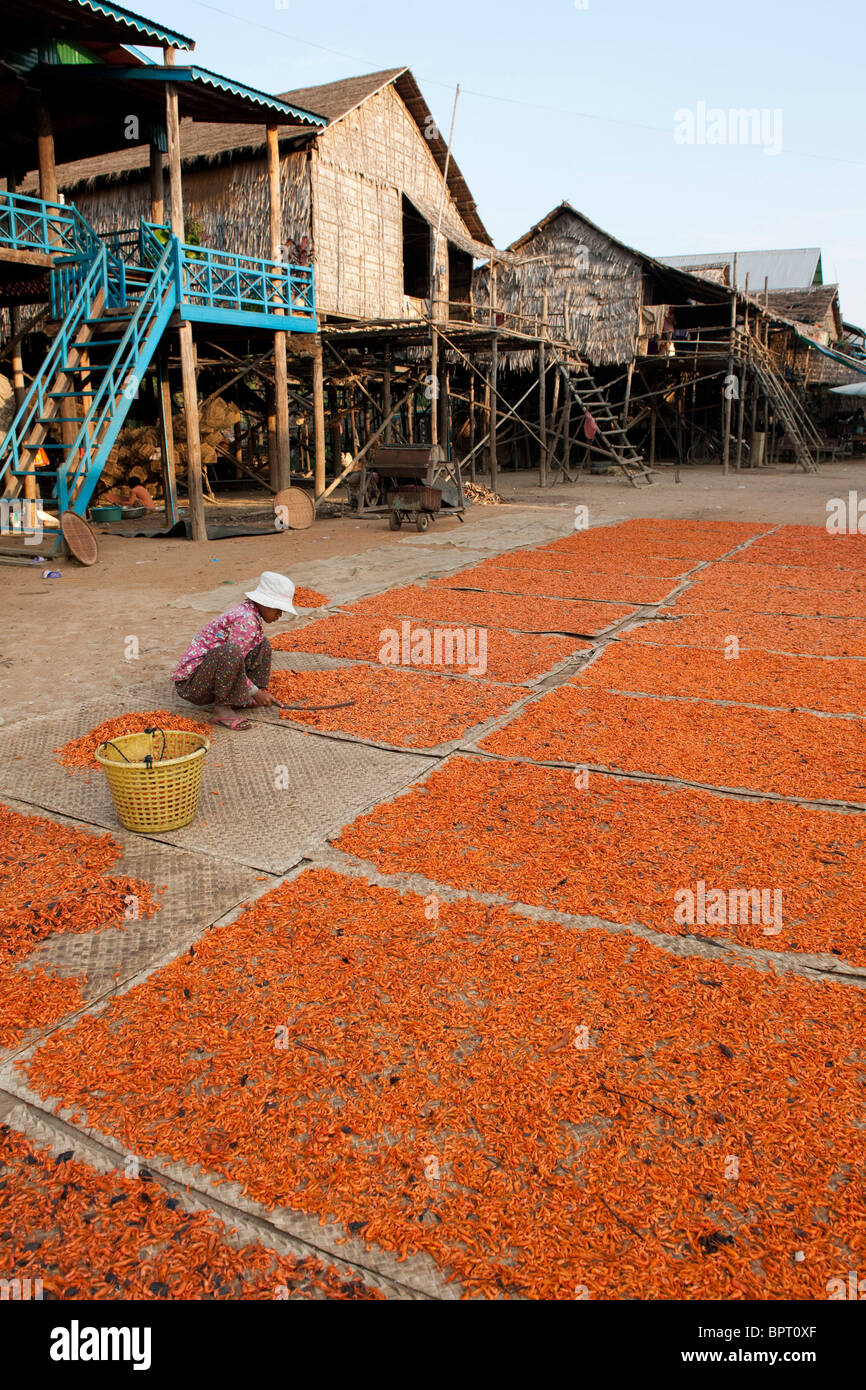 Shrimp drying in a stilted village on Tonle Sap Lake near Siem Reap ...