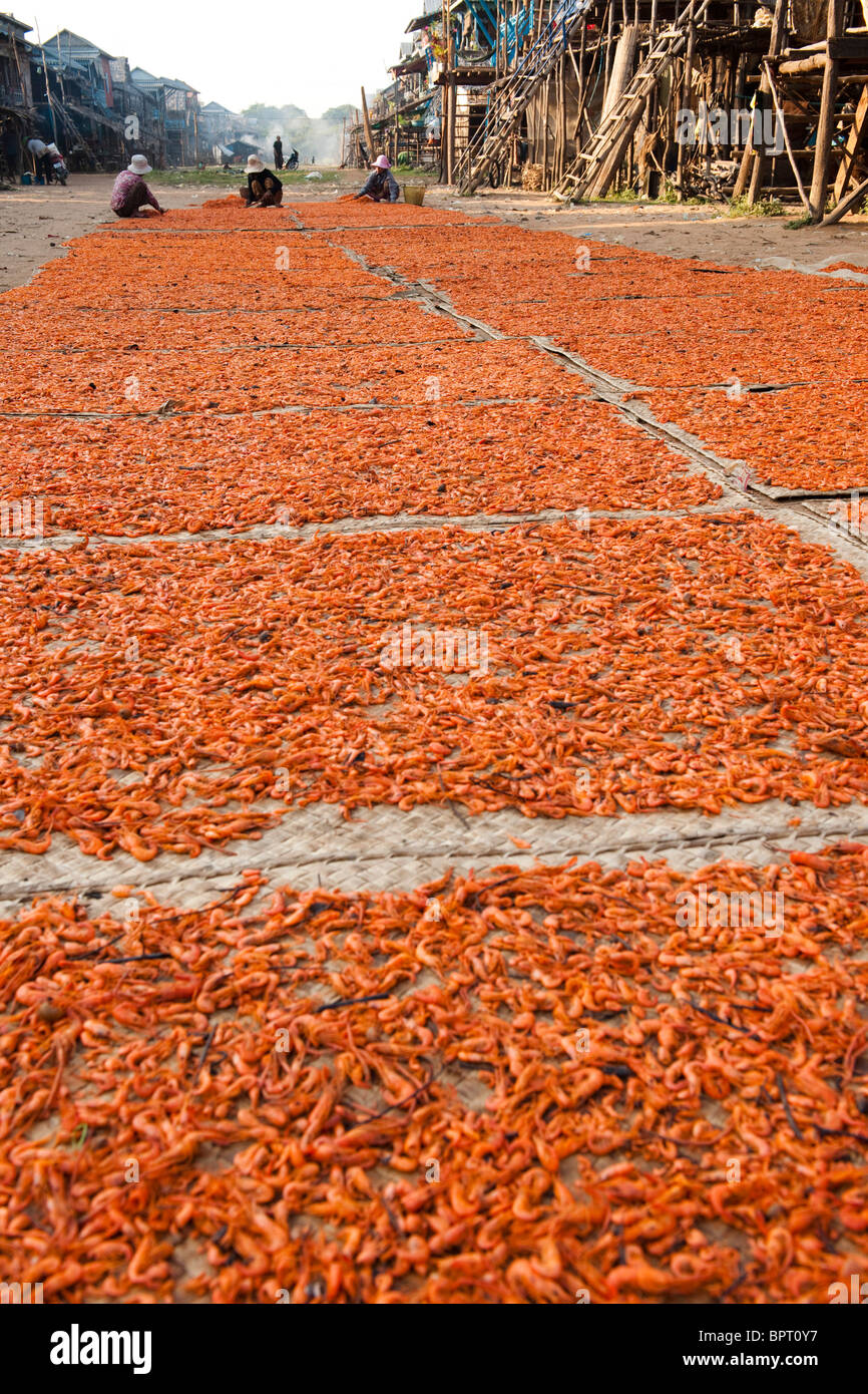 Shrimp drying in a stilted village on Tonle Sap Lake near Siem Reap ...