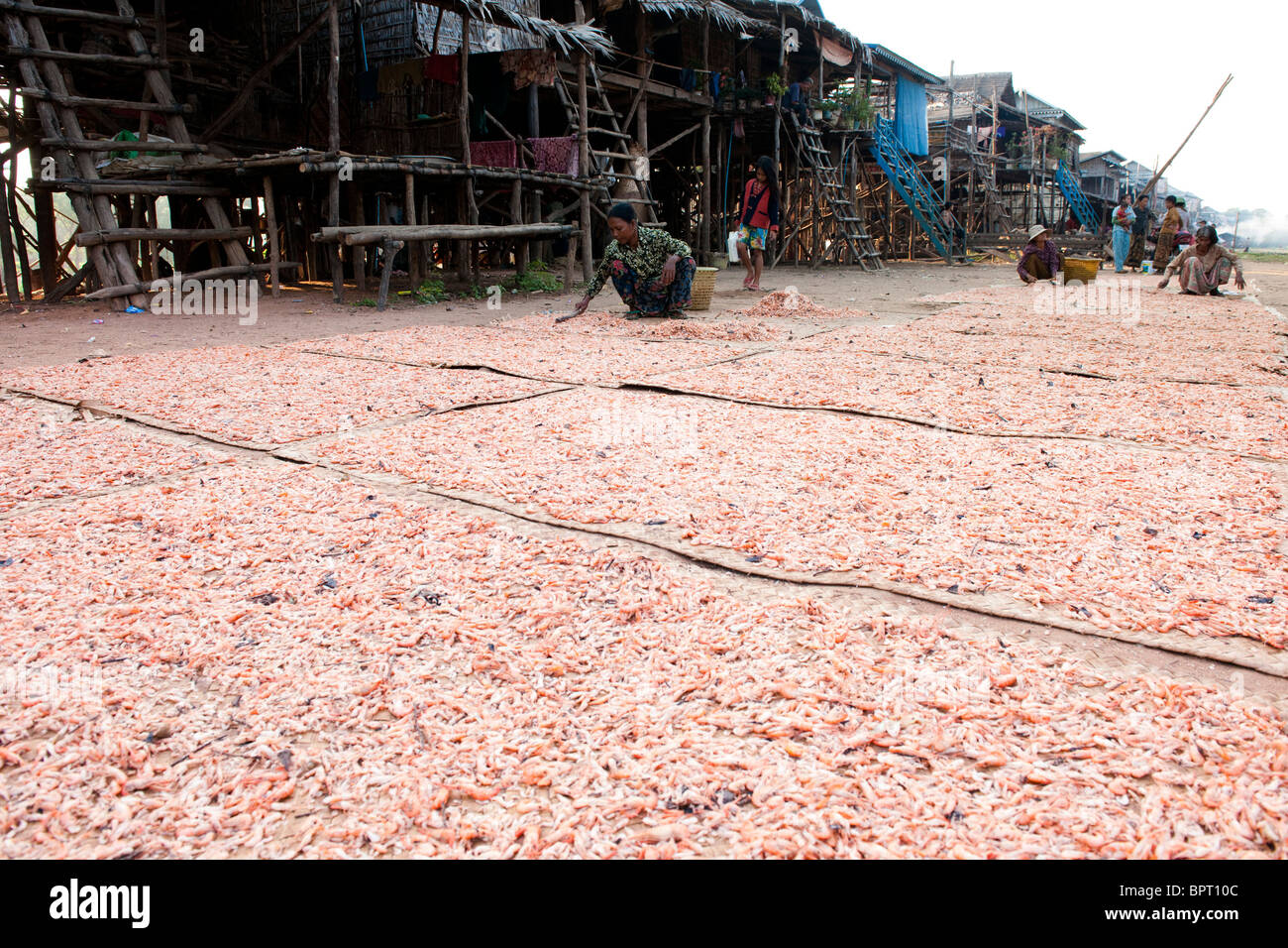 Shrimp drying in a stilted village on Tonle Sap Lake near Siem Reap ...