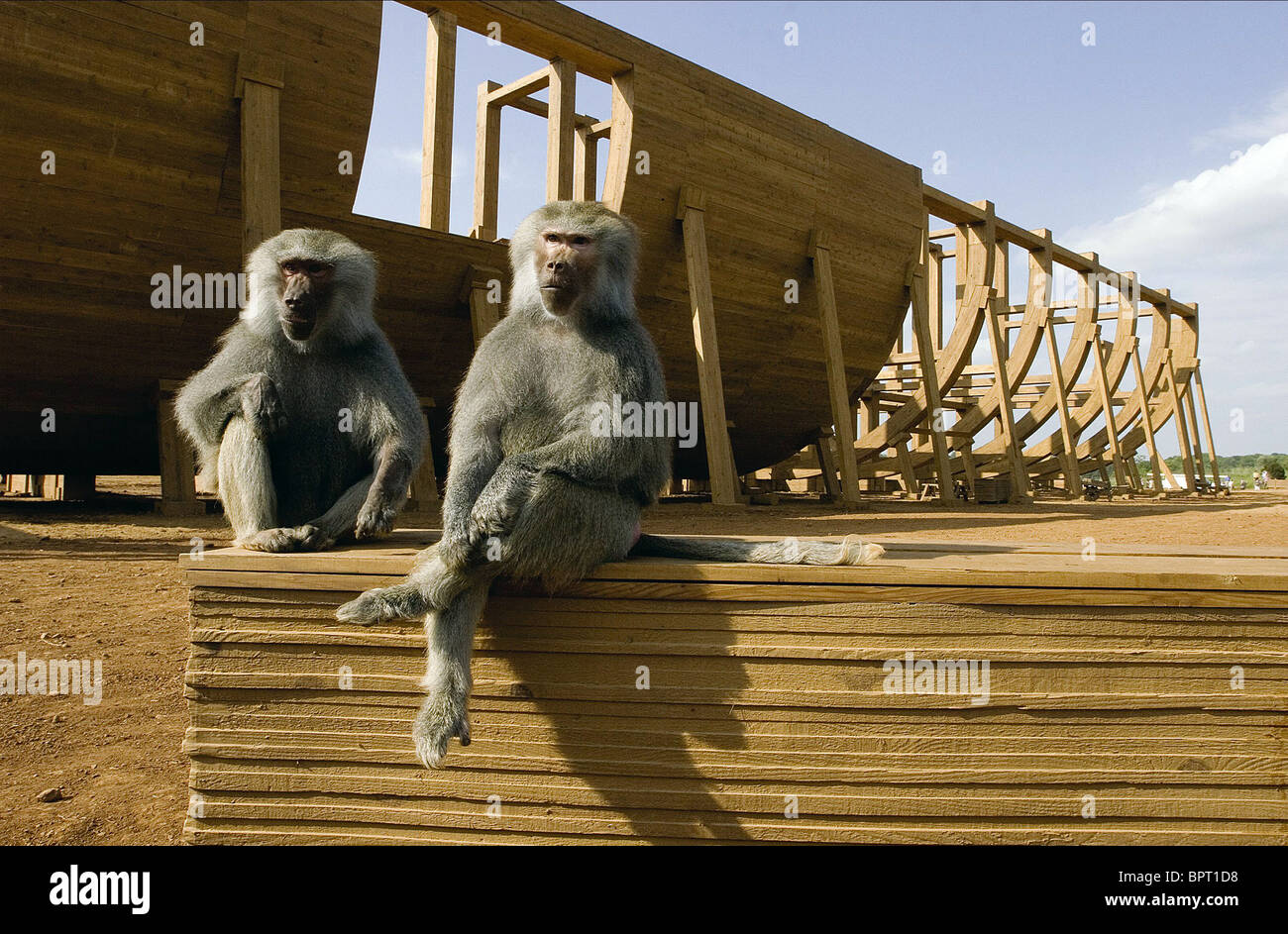 BABOONS WAIT FOR ARK EVAN ALMIGHTY (2007 Stock Photo, Royalty Free ...