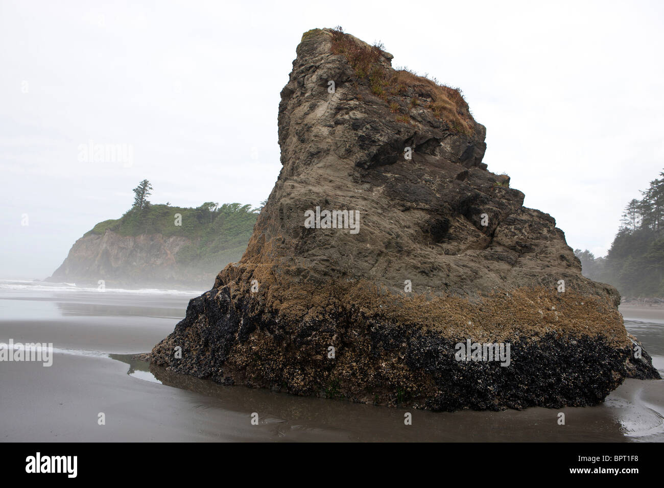 Sea stack on Ruby Beach at morning with foggy mist, Olympic National ...