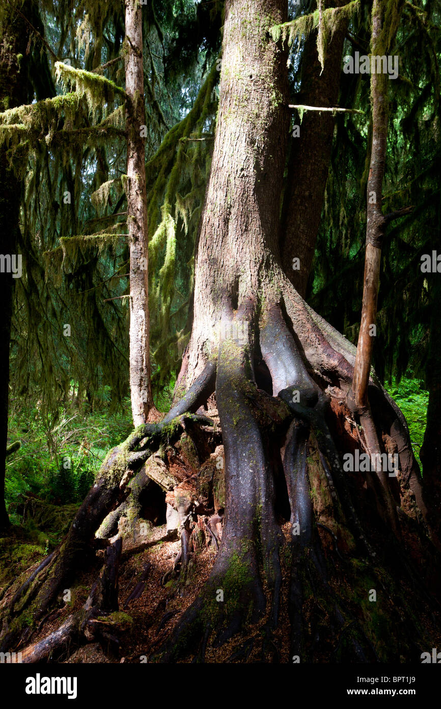 Moss hangs from tree with exposed root structure, Hall of Mosses trail ...