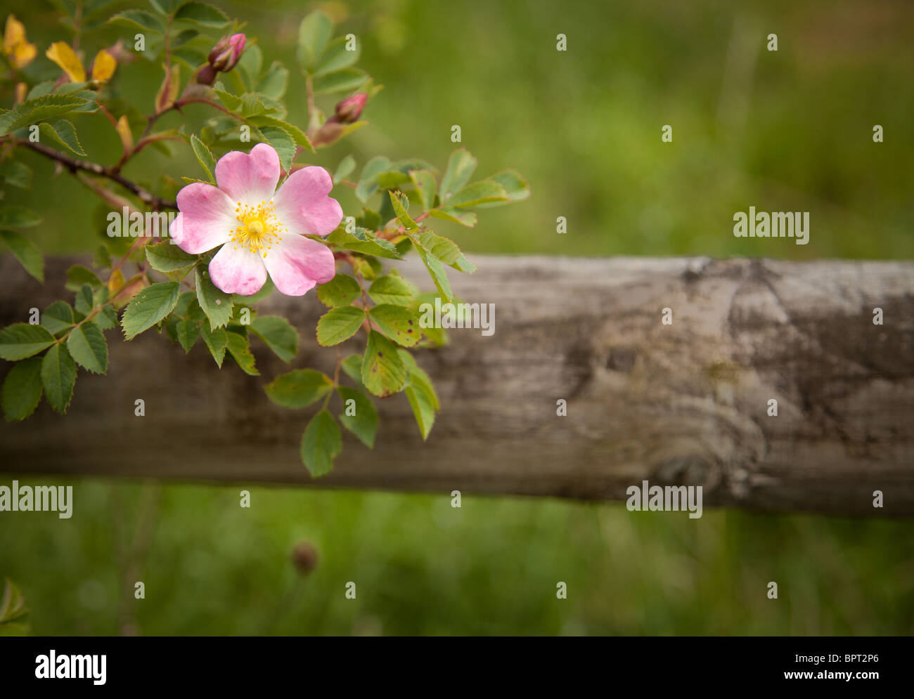 Pretty pink wild rose along side a wooden rail Stock Photo - Alamy