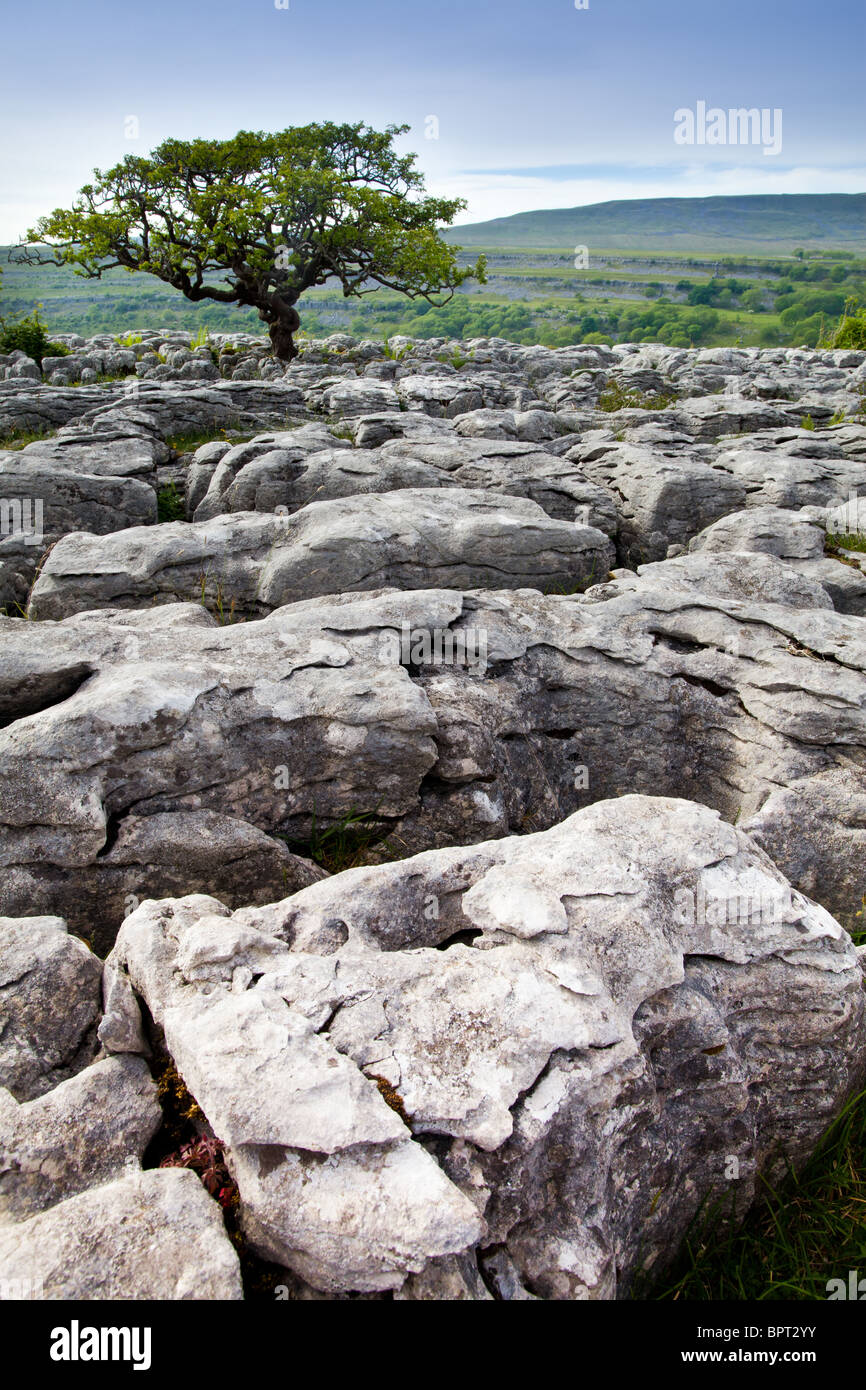 The North Yorkshire Limestone pavements at Malham near Settle Stock ...