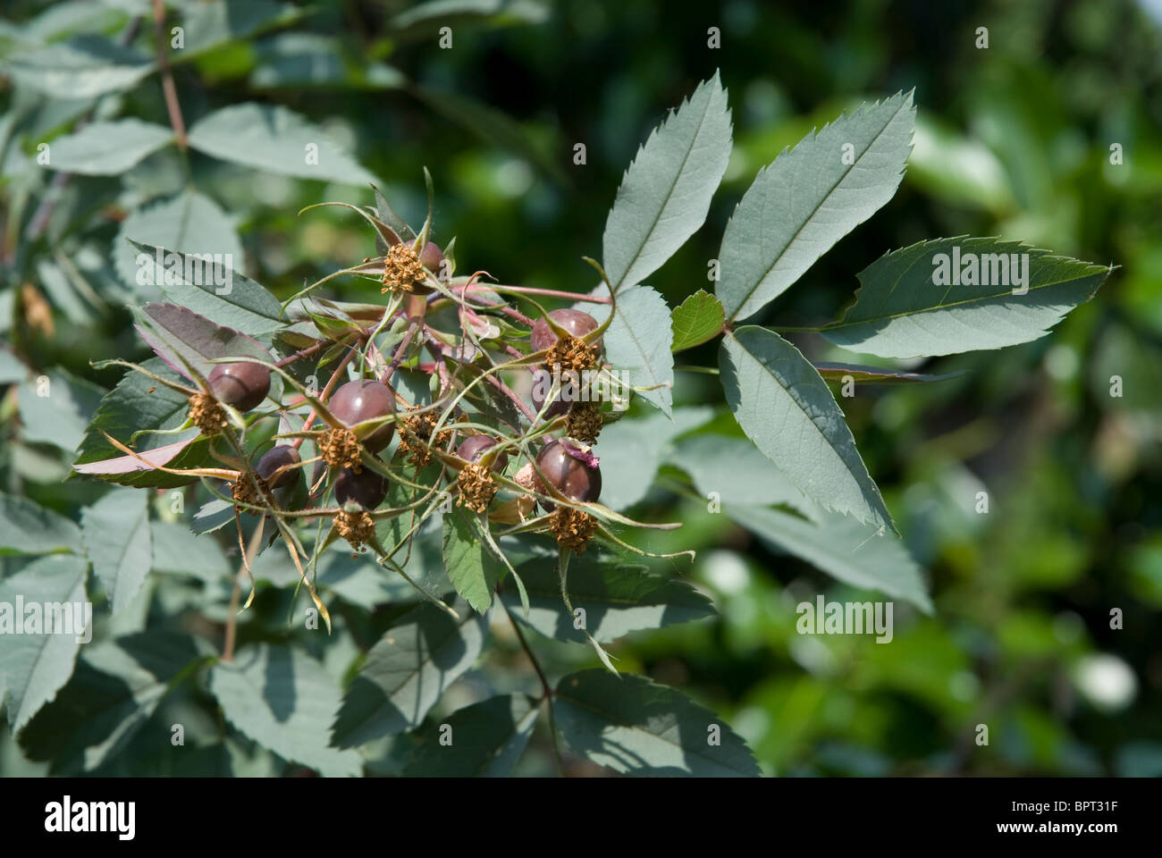 Rose Hips Rosa Glauca Rosaceae Kew Gardens England UK Stock Photo - Alamy