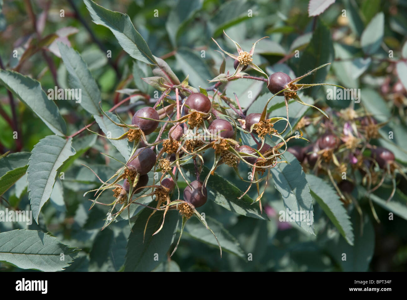 Rose Hips Rosa Glauca Rosaceae Kew Gardens England UK Stock Photo - Alamy