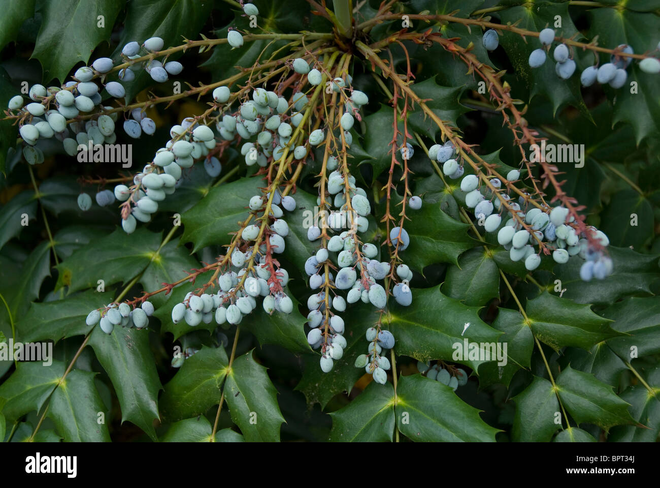 Mahonia japonica hi-res stock photography and images - Alamy
