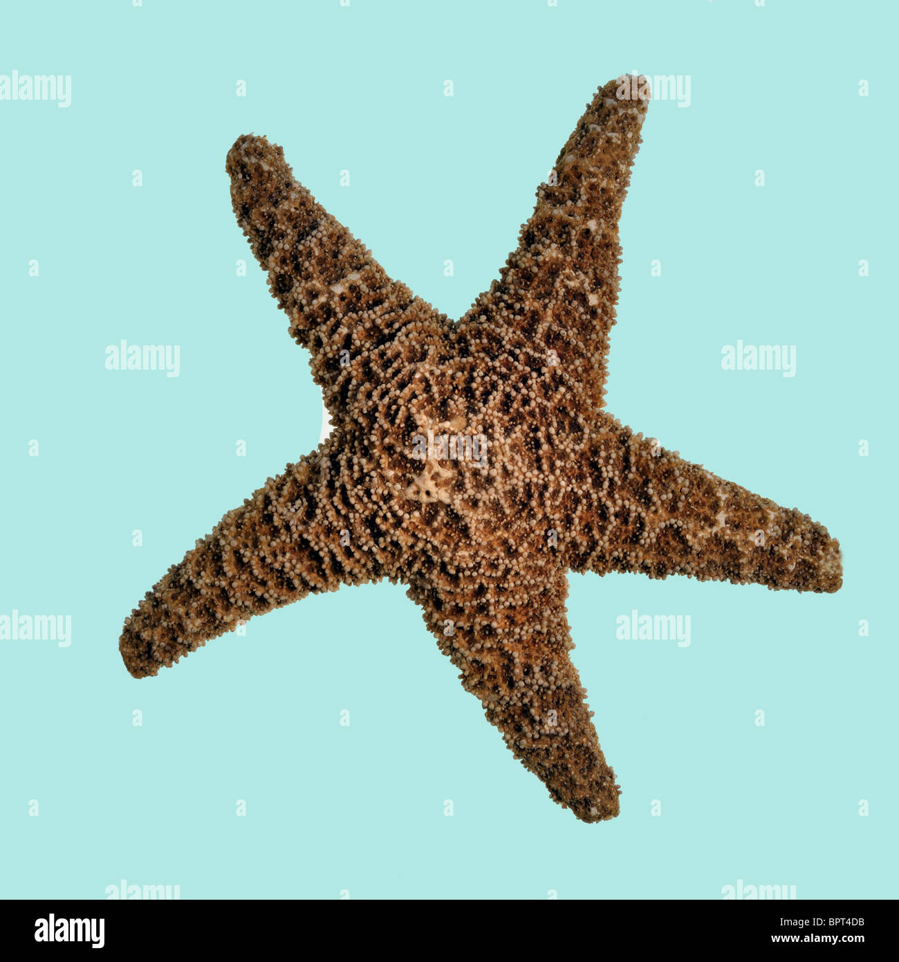 Light blue background plain hi-res stock photography and images - Alamy