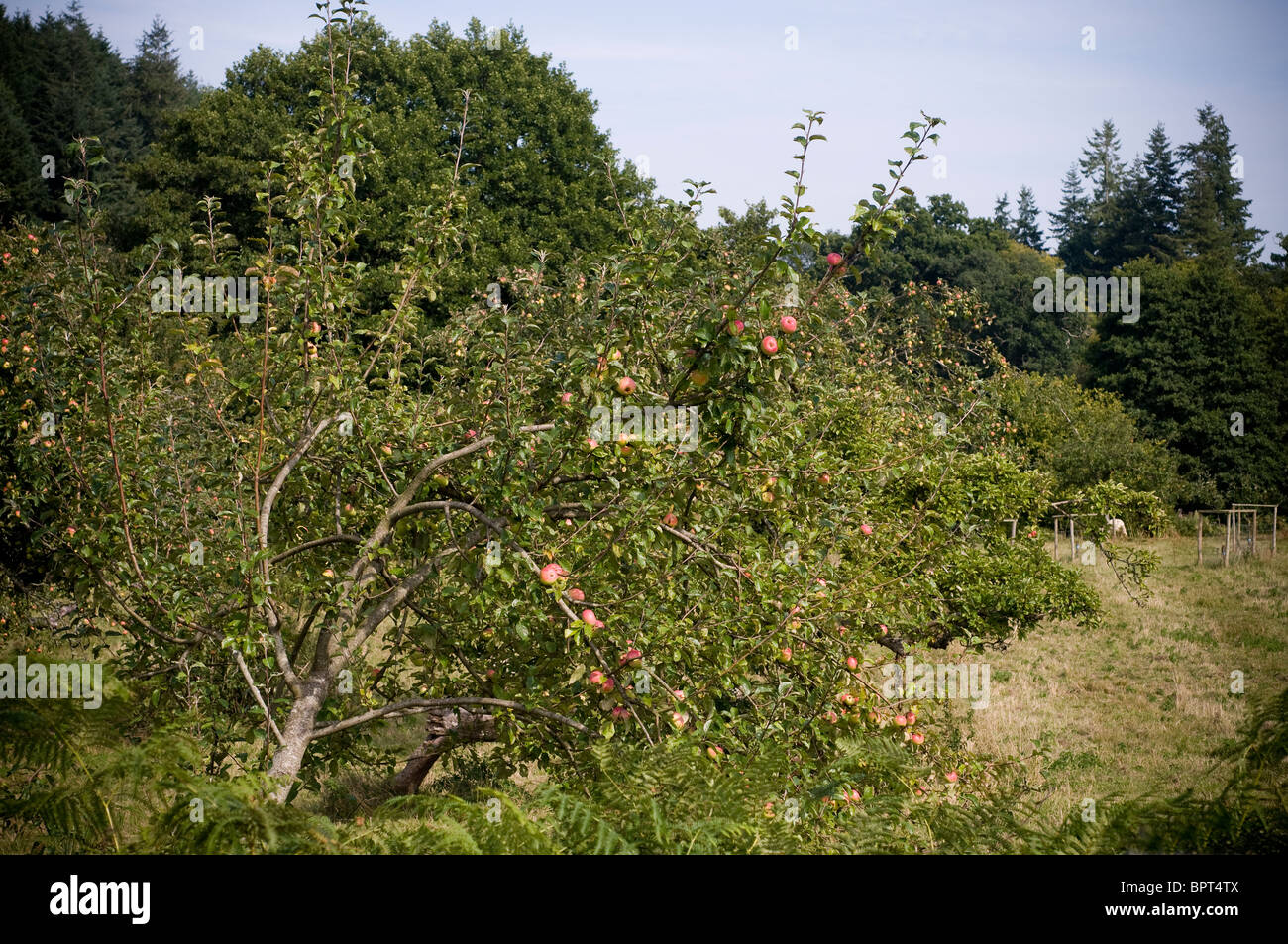 Apple orchard in Devon, apples, red, apples Stock Photo - Alamy