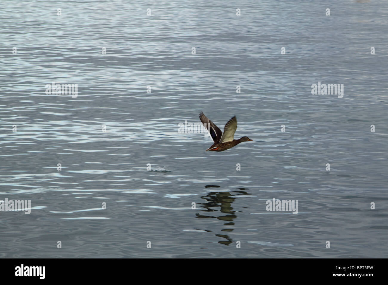 Duck takes off Stock Photo - Alamy