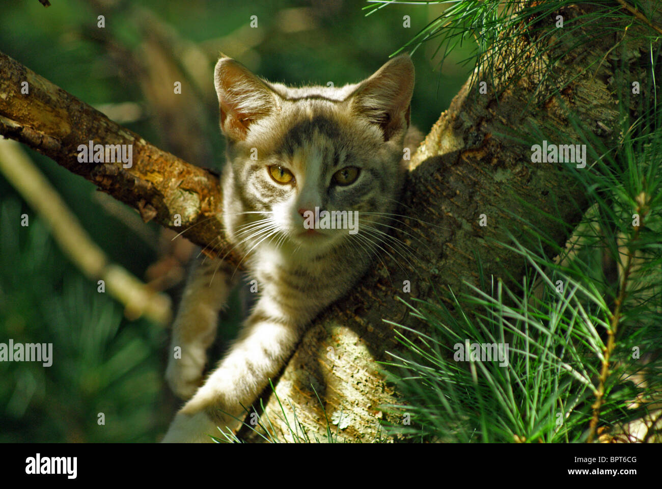 Cat In Tree Stock Photo - Alamy