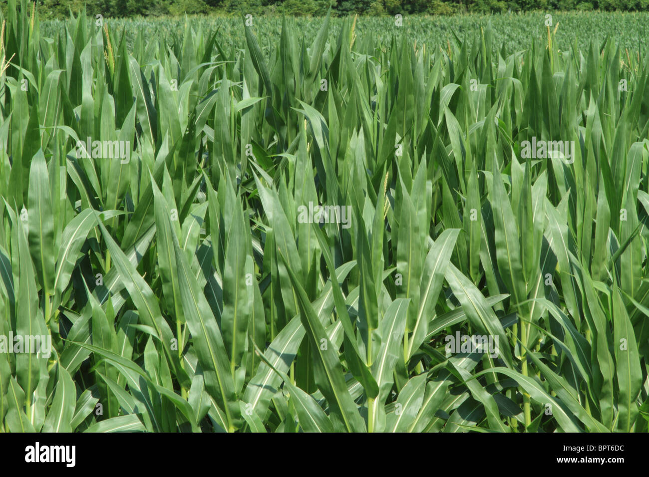 Field of corn Stock Photo - Alamy