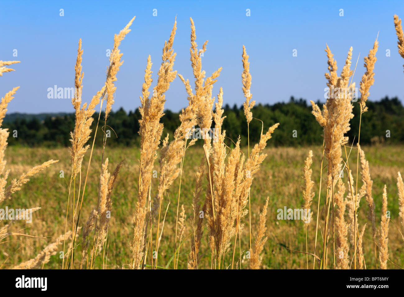 Dry reed with meadow and blue sky background Stock Photo - Alamy