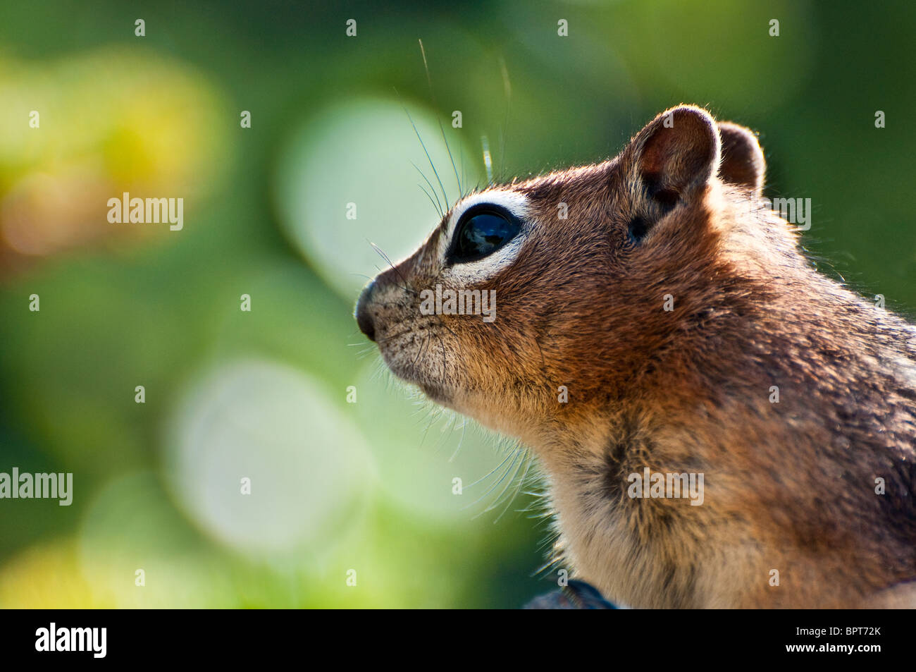 Squirrel Face Close Up High Resolution Stock Photography and Images - Alamy