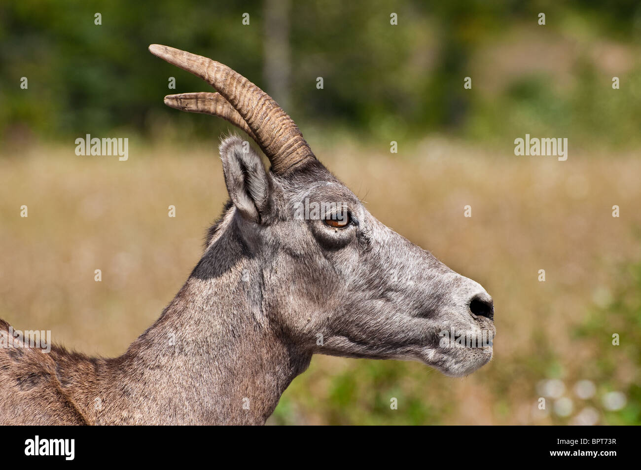 Horned wooly sheep hi-res stock photography and images - Alamy