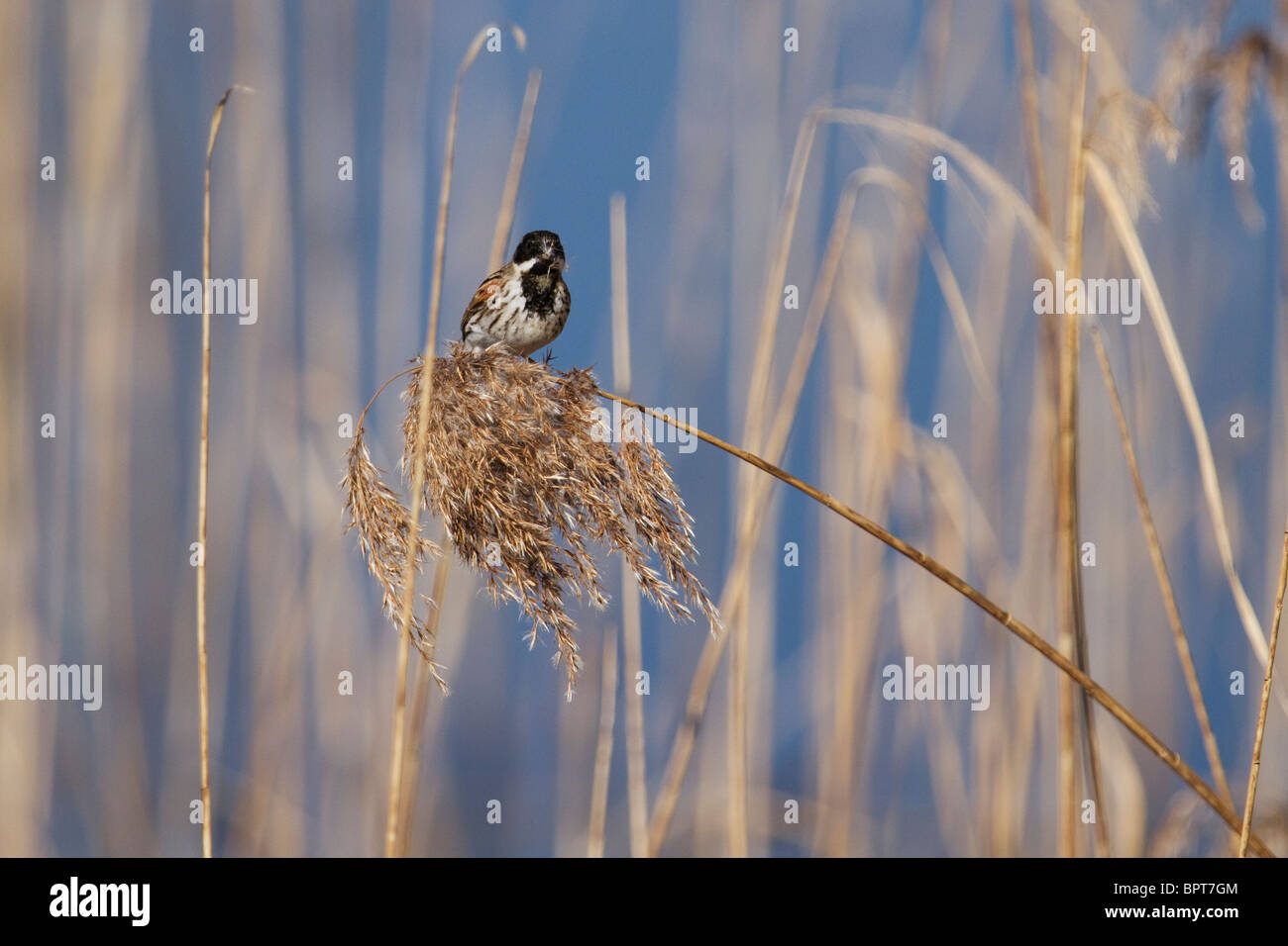 Male reed bunting in summer plumage on reed Stock Photo - Alamy