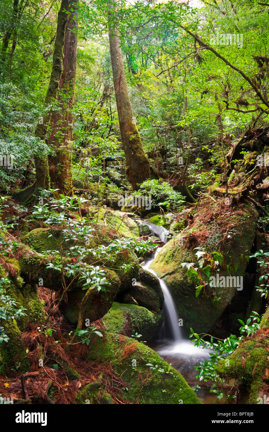 Trees and stream in Yasugi Land, Yakushima, Ōsumi Islands, Kyūshū ...