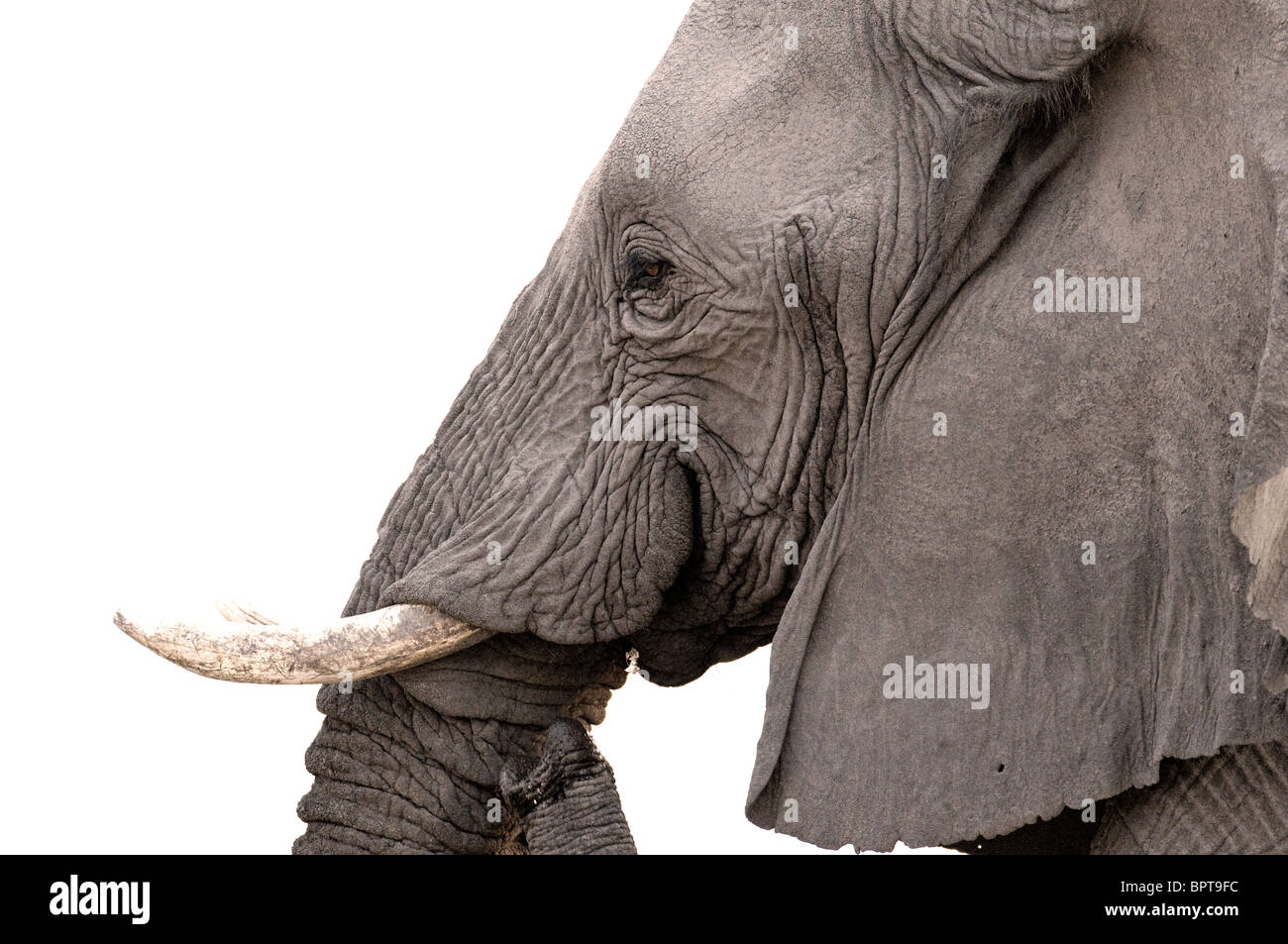 Bull profile hi-res stock photography and images - Alamy