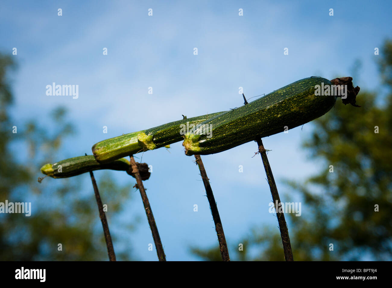 4 small courgettes speared against blue sky backdrop Stock Photo - Alamy