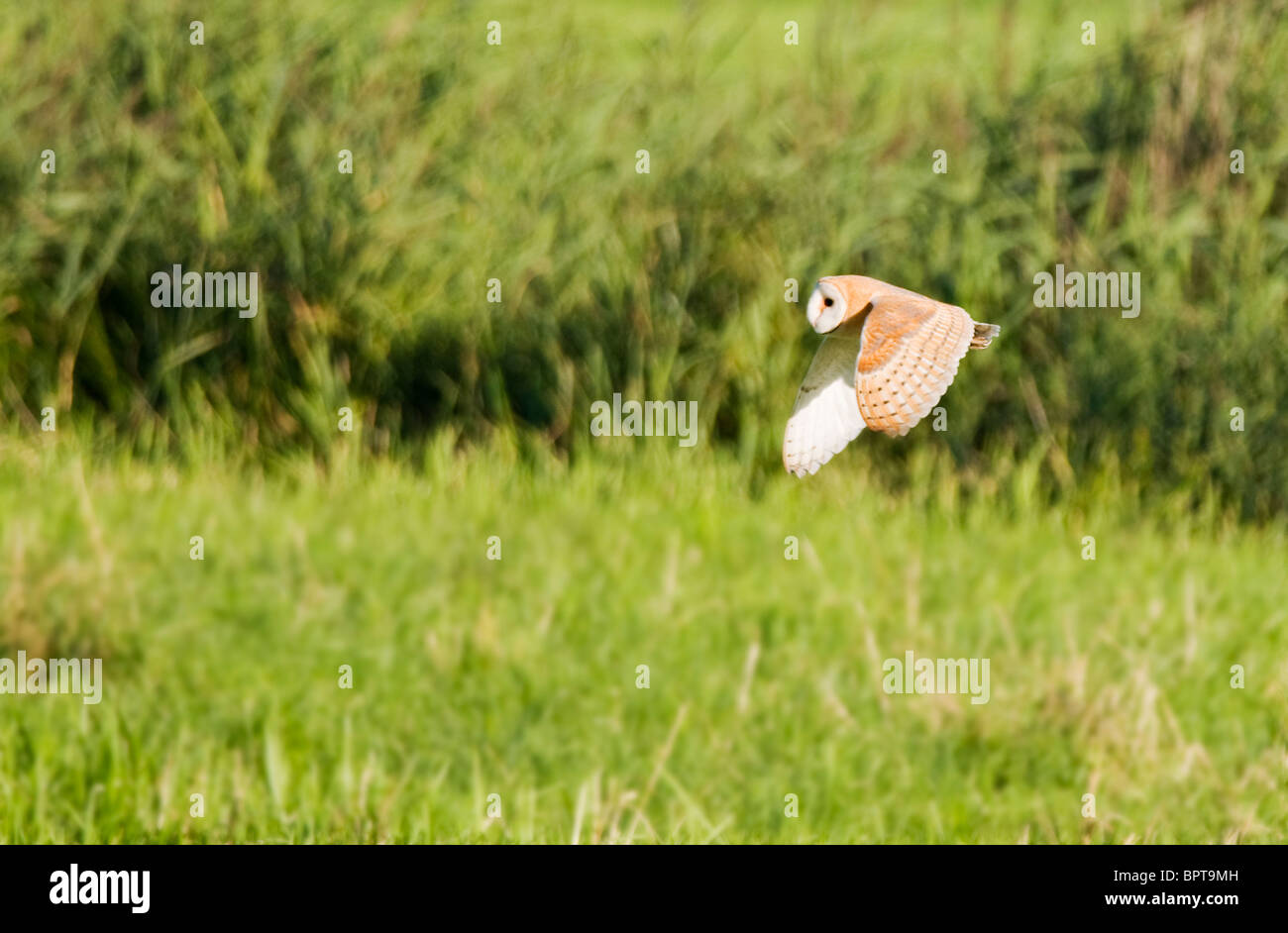 Wild Barn Owl hunting over Norfolk Marshland Stock Photo - Alamy