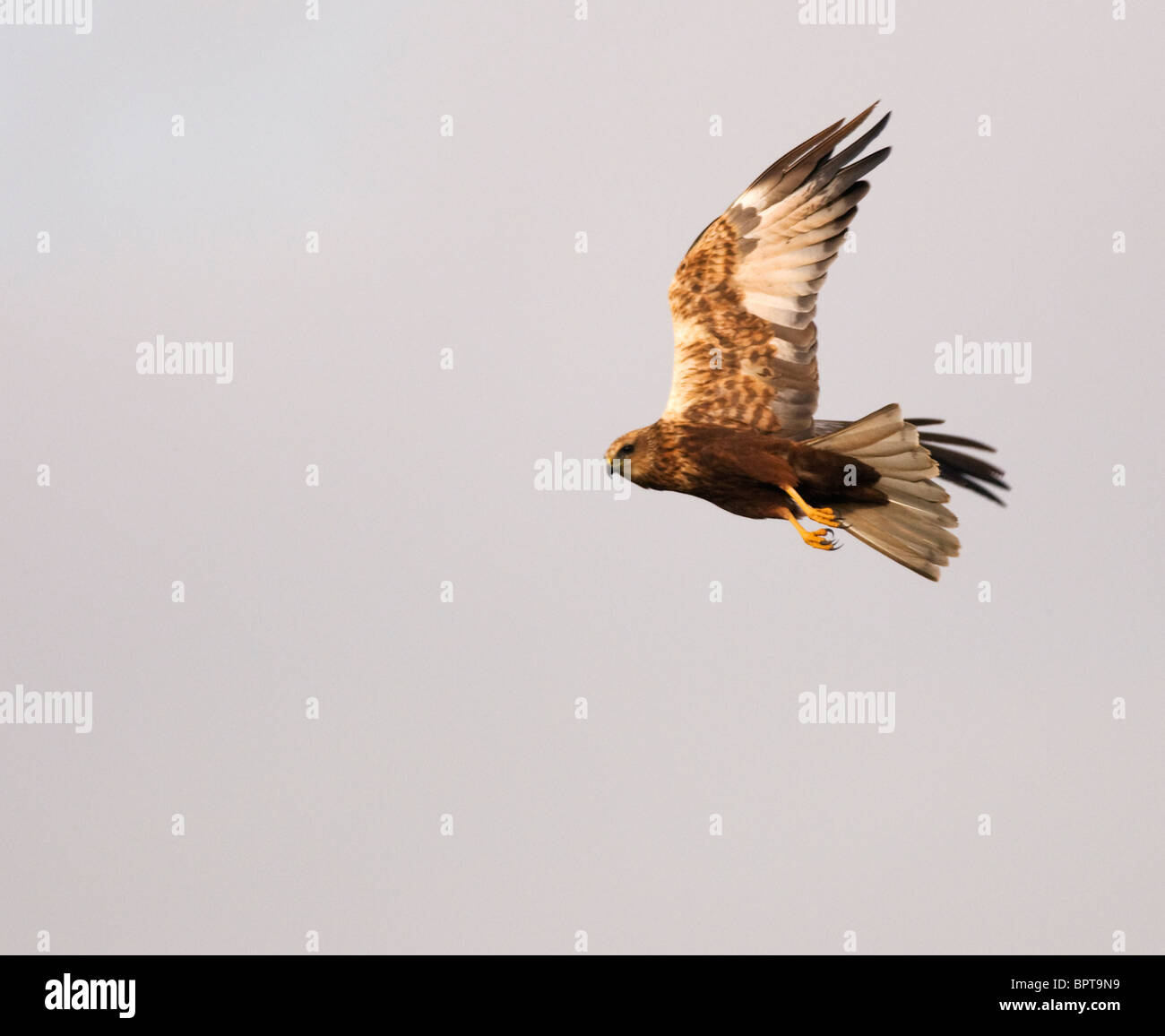 Juvenile Marsh Harrier in flight over Norfolk Stock Photo - Alamy