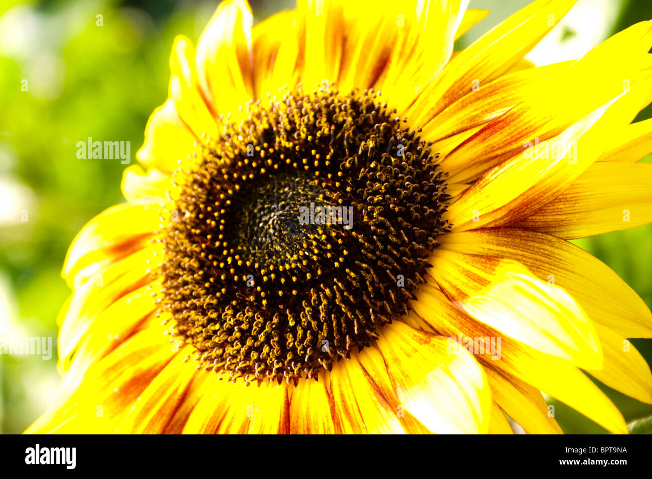 A glorious sunflower basks in the summer rays Stock Photo - Alamy