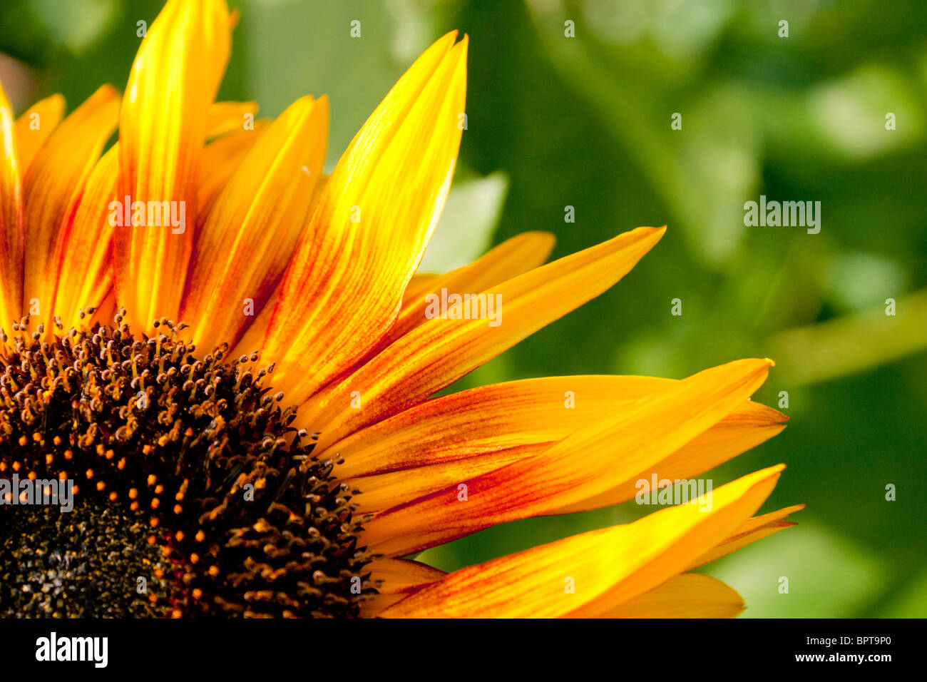 A beautiful splash of sunflower Stock Photo - Alamy