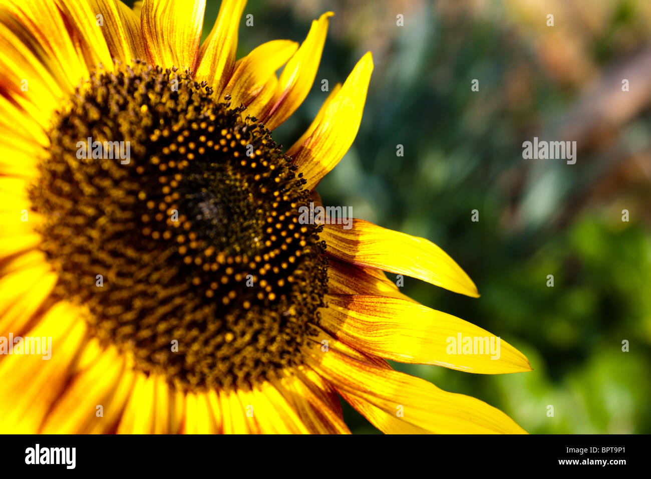 A beautiful splash of sunflower Stock Photo - Alamy