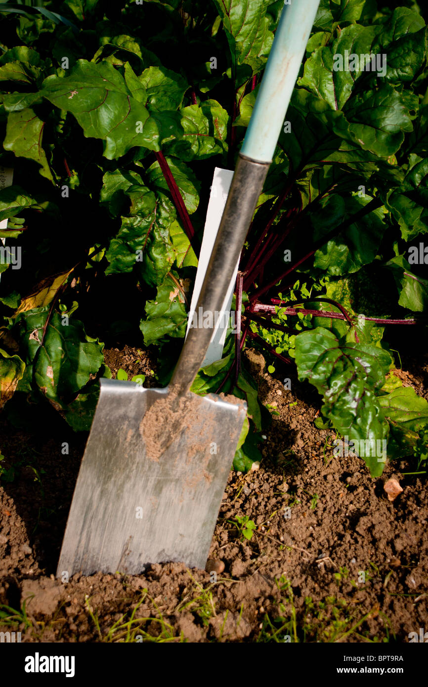 A gardener's spade proudly planted in front of a prized crop Stock ...