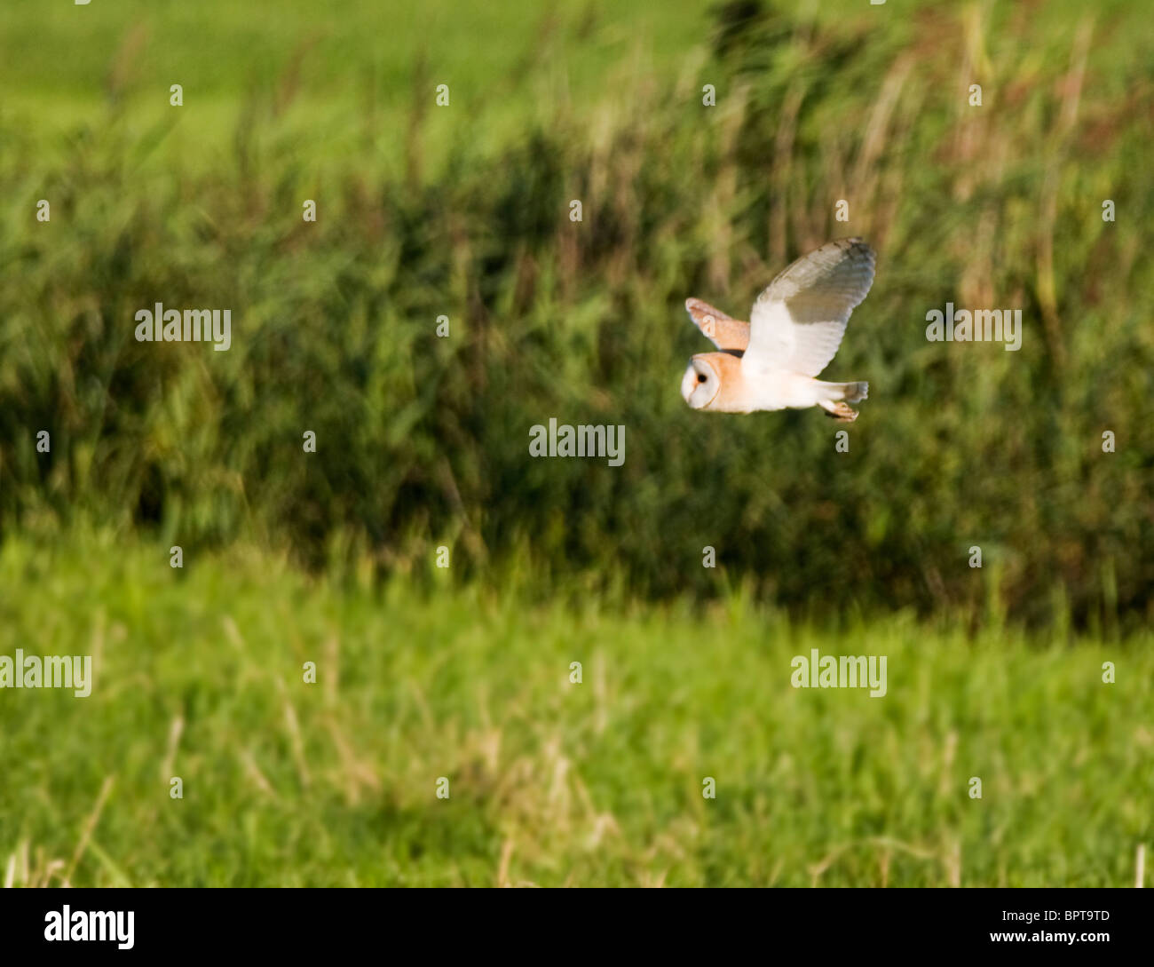 Wild Barn Owl hunting over Norfolk Marshland Stock Photo - Alamy