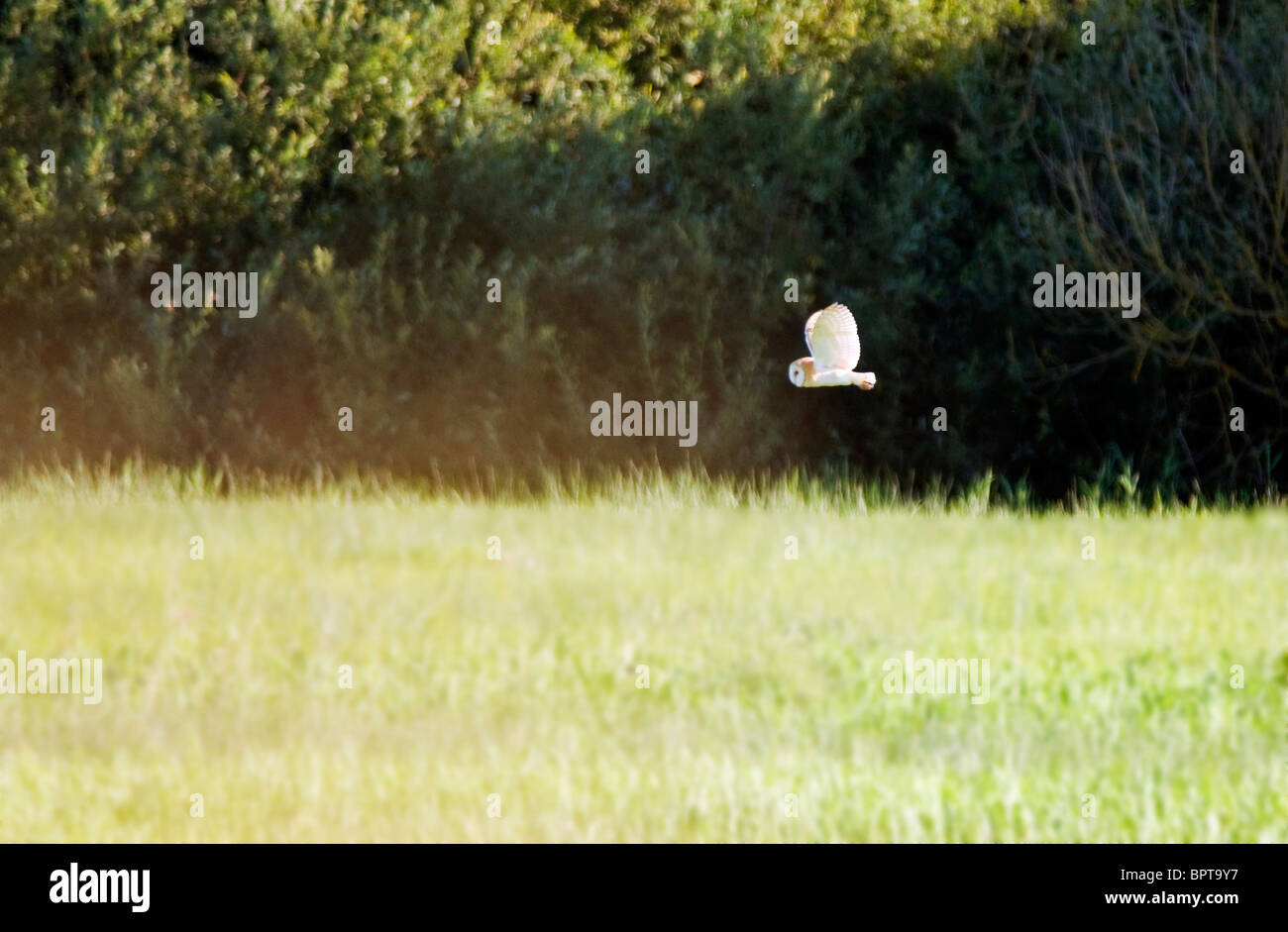Wild Barn Owl hunting over Norfolk Marshland Stock Photo - Alamy