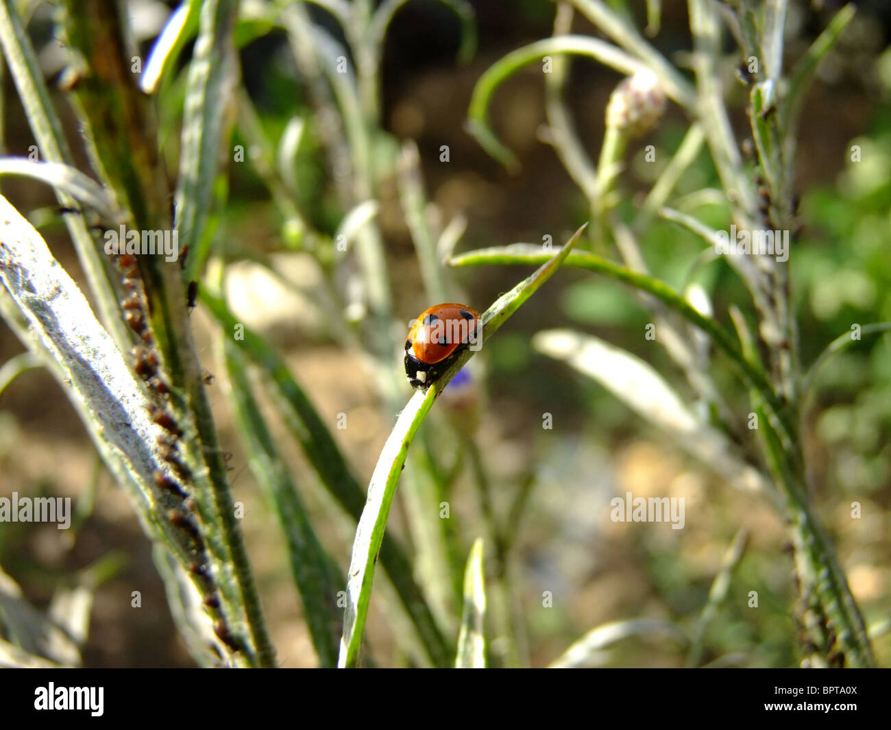 Lady bird hi-res stock photography and images - Alamy