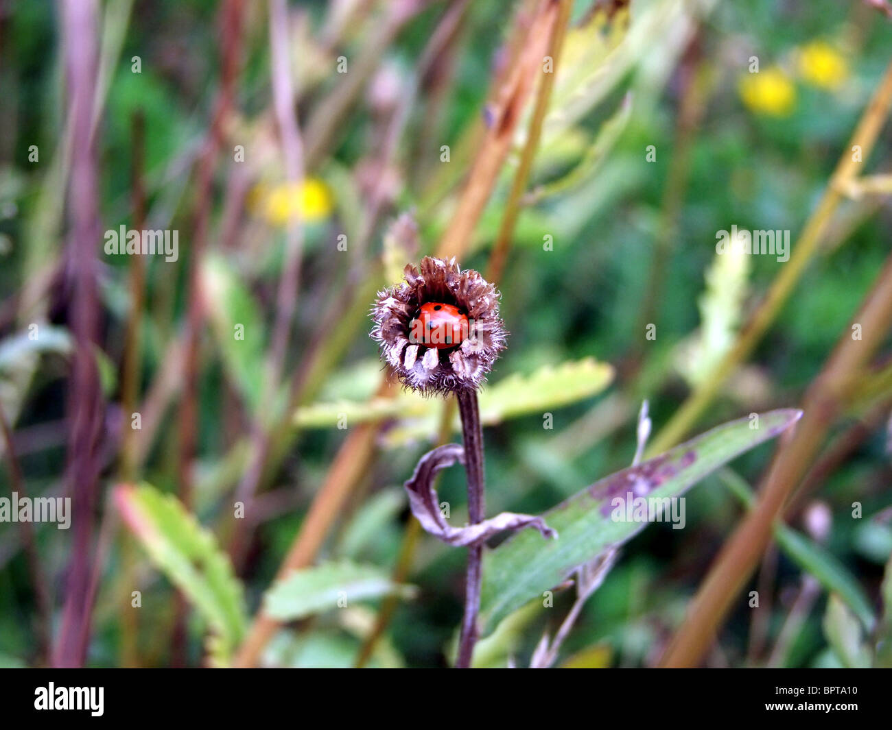 Lady bird hi-res stock photography and images - Alamy