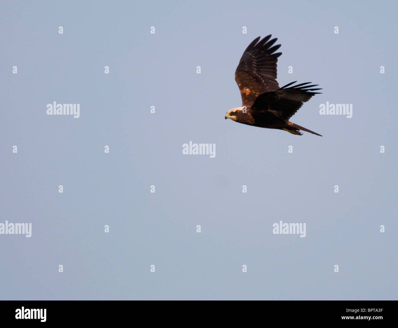 Female Marsh Harrier in flight over Norfolk Stock Photo - Alamy