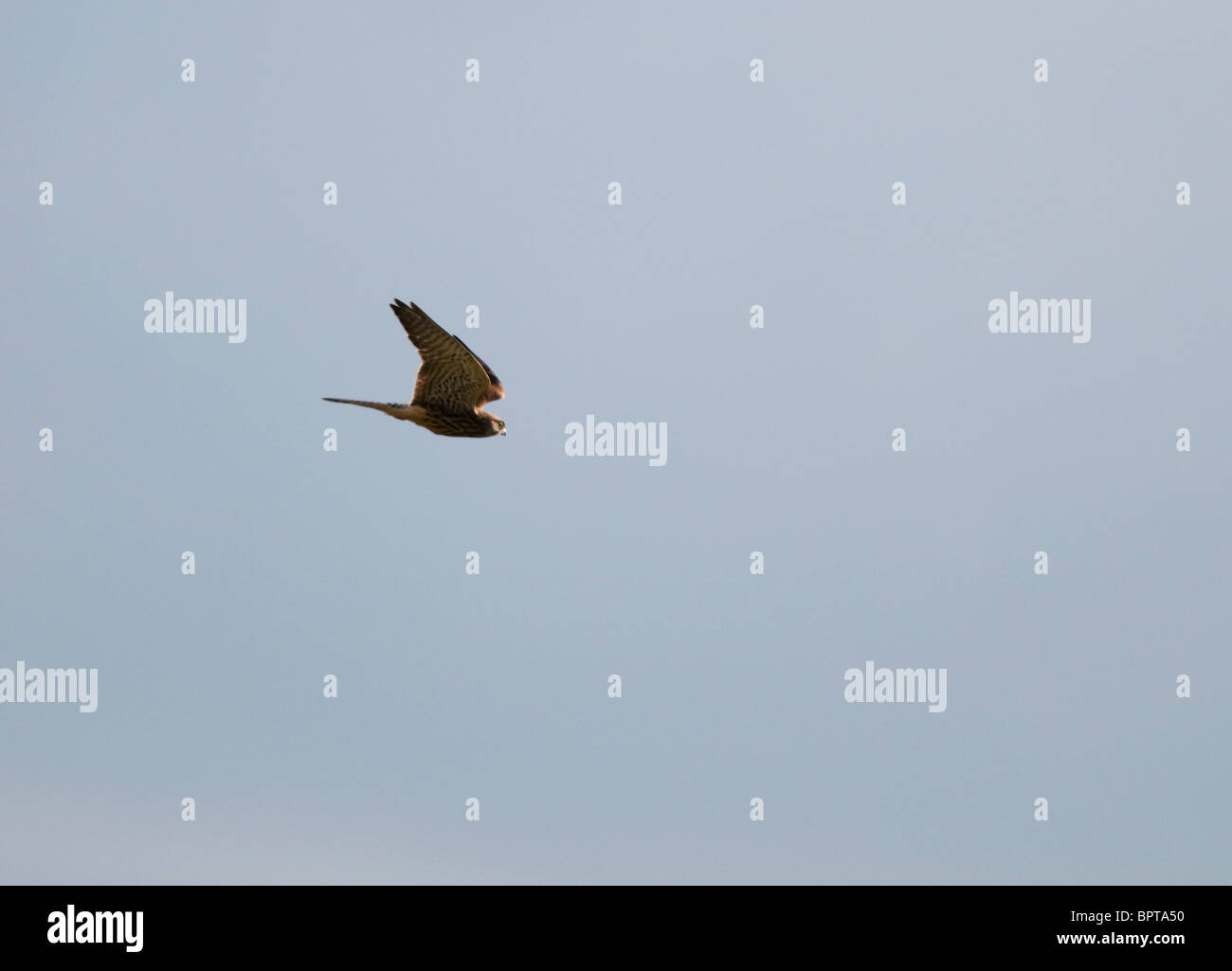 Common kestrel flight hi-res stock photography and images - Alamy