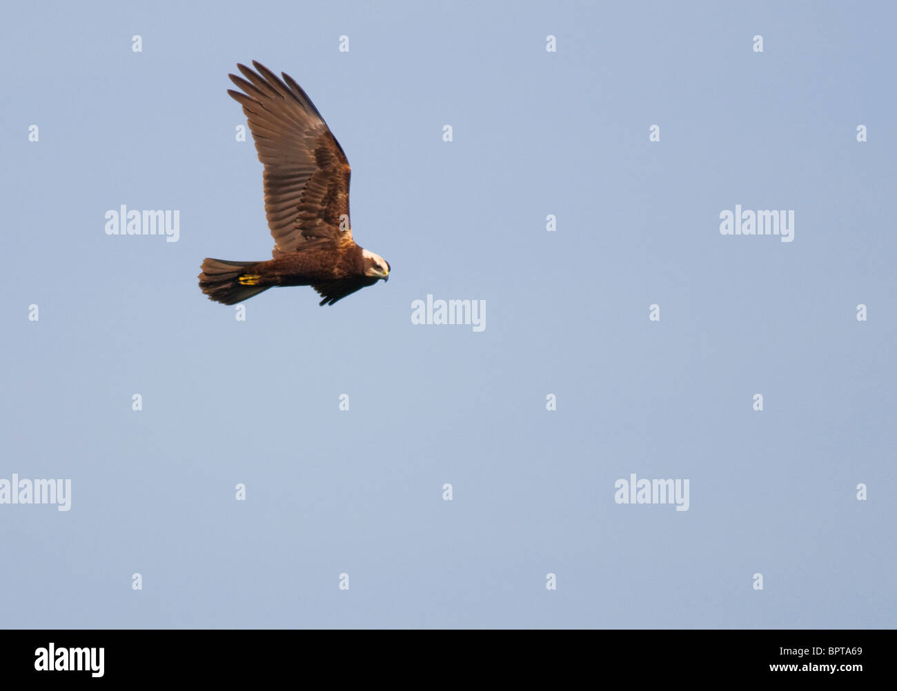 Juvenile marsh harrier in flight hi-res stock photography and images ...