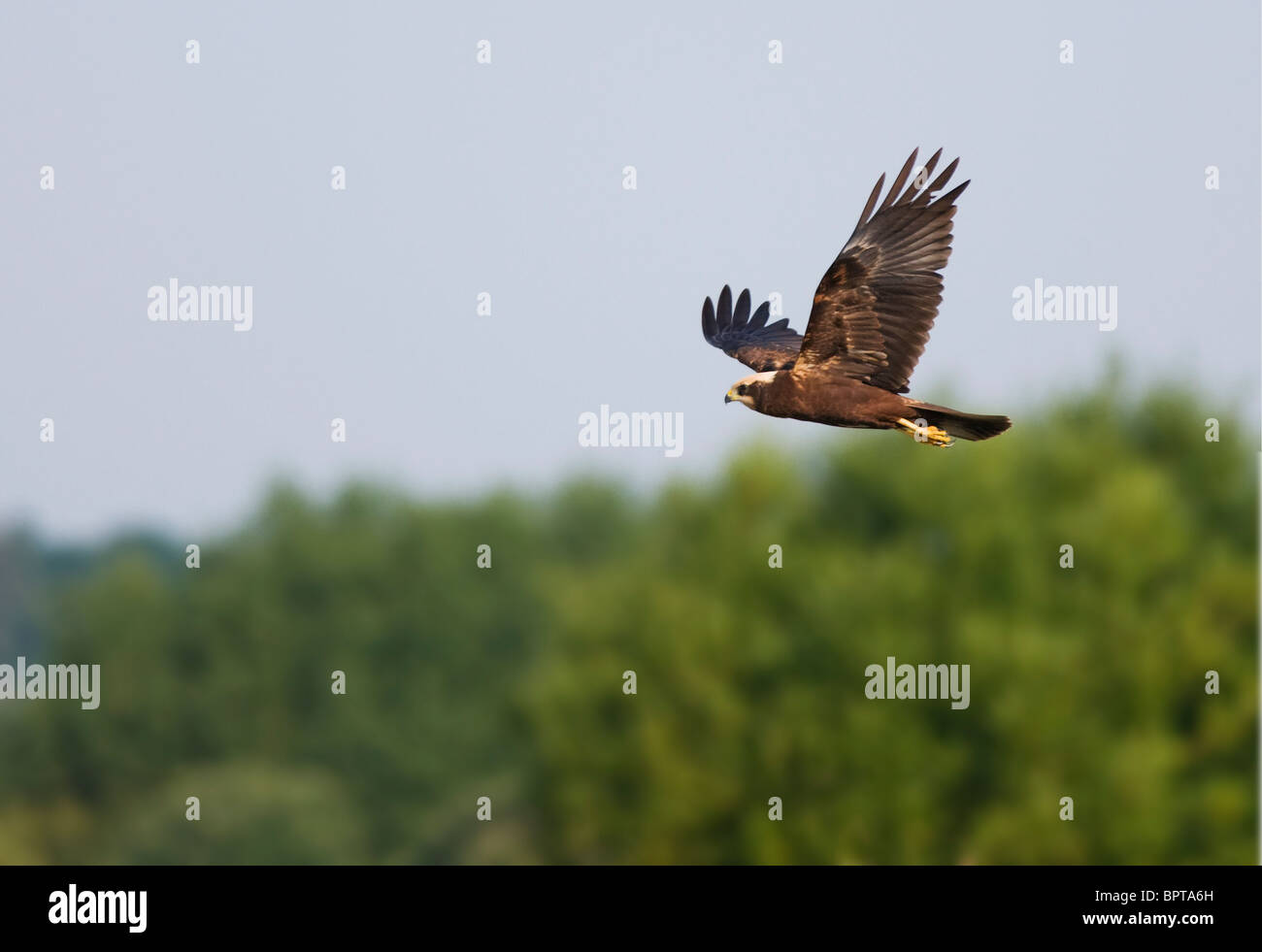 Marsh Harrier juvenile in flight over Norfolk Stock Photo - Alamy