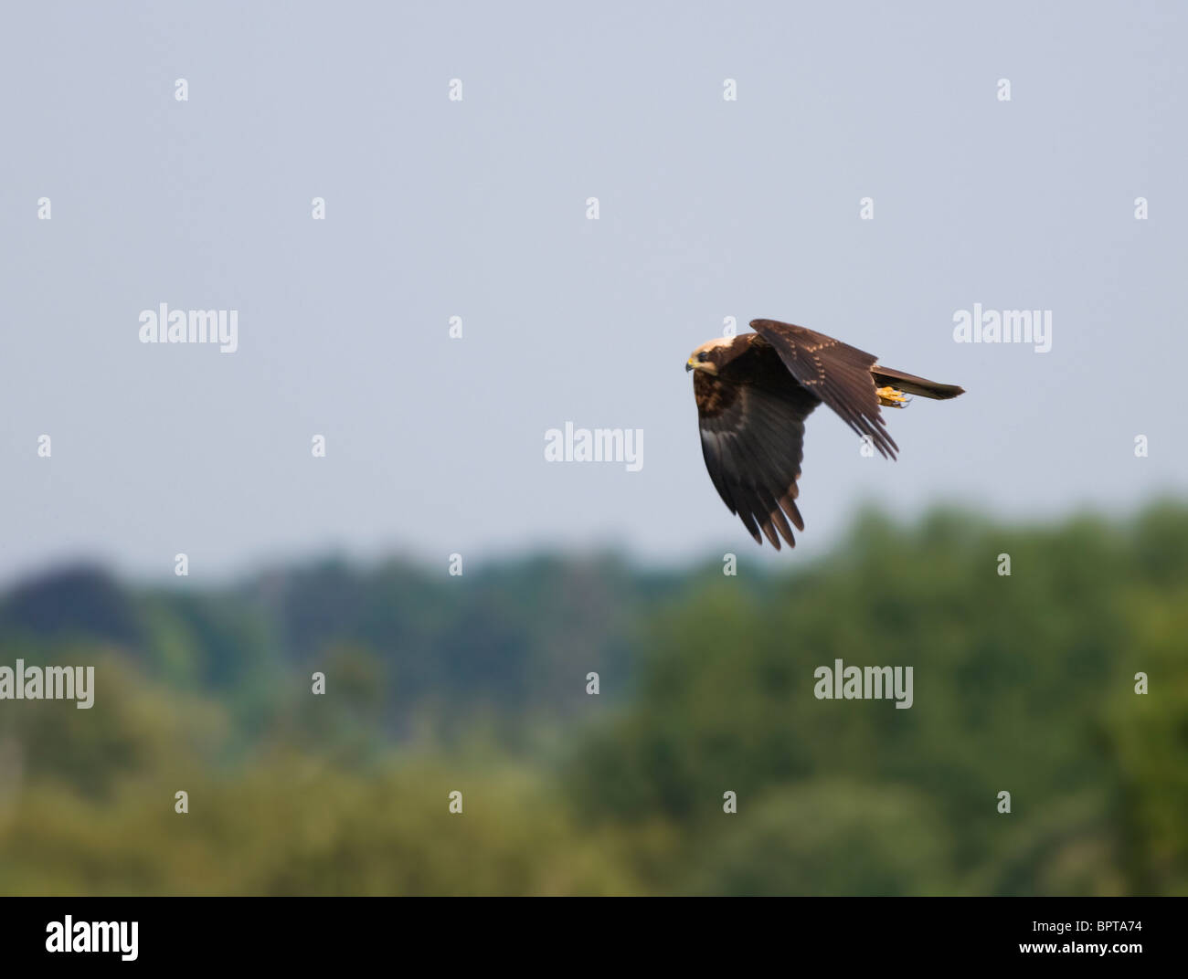 Marsh harrier juvenile in flight hi-res stock photography and images ...