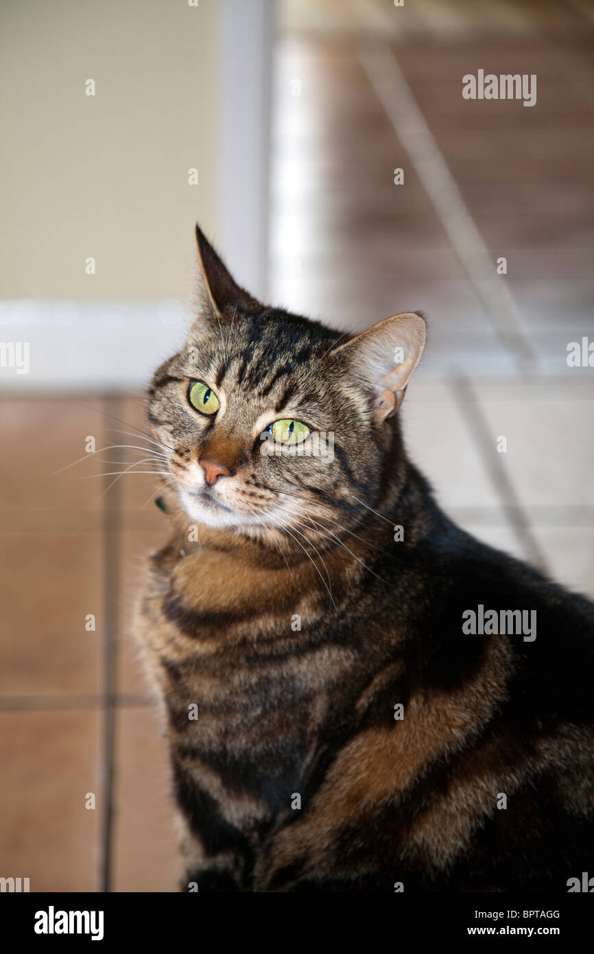 Cute tabby cat with green eyes looking hopeful for food Stock Photo - Alamy
