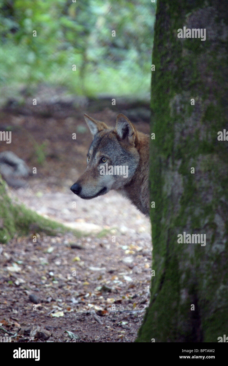 Wolf european hi-res stock photography and images - Alamy