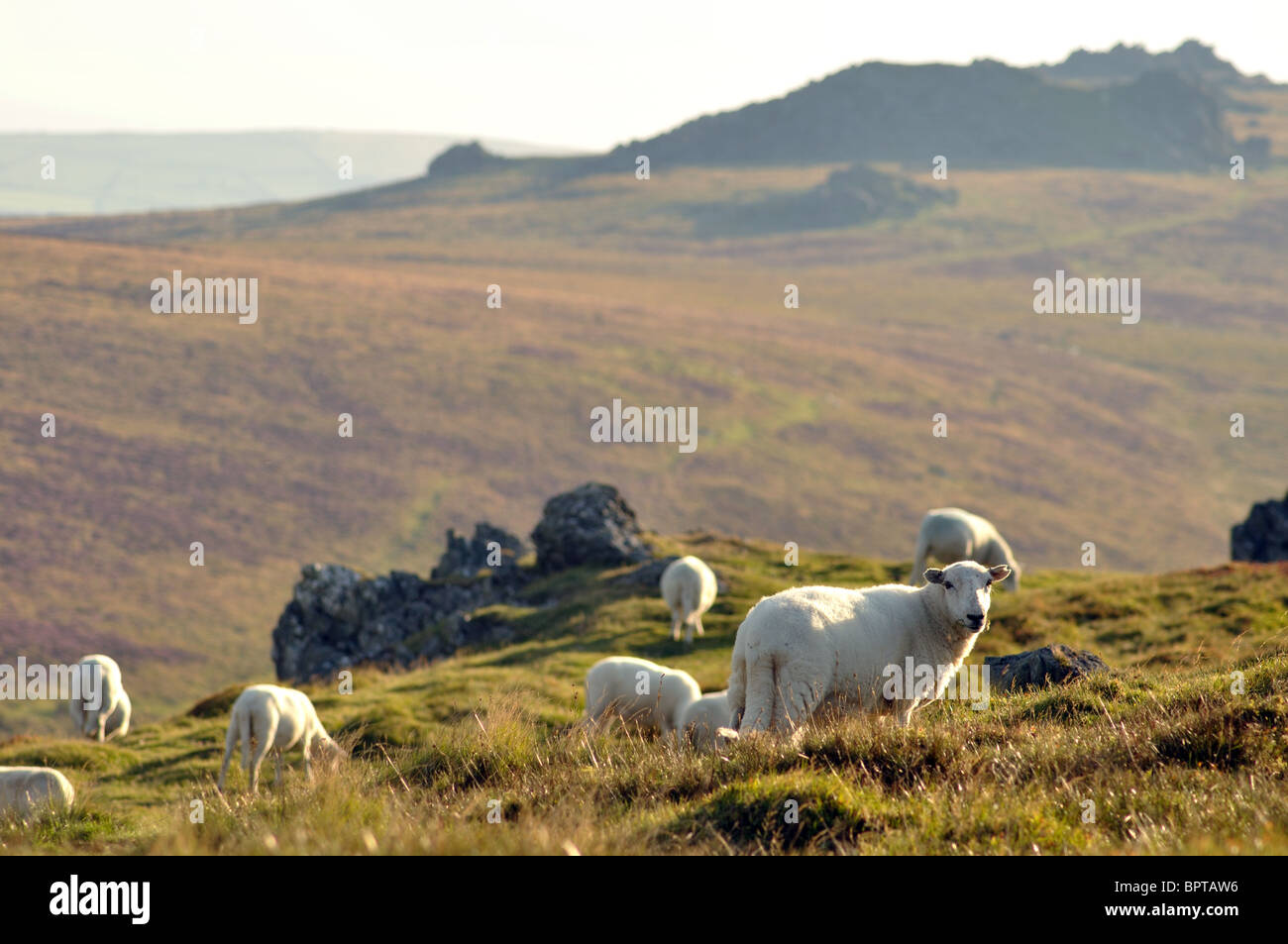 Preselli hills hi-res stock photography and images - Alamy