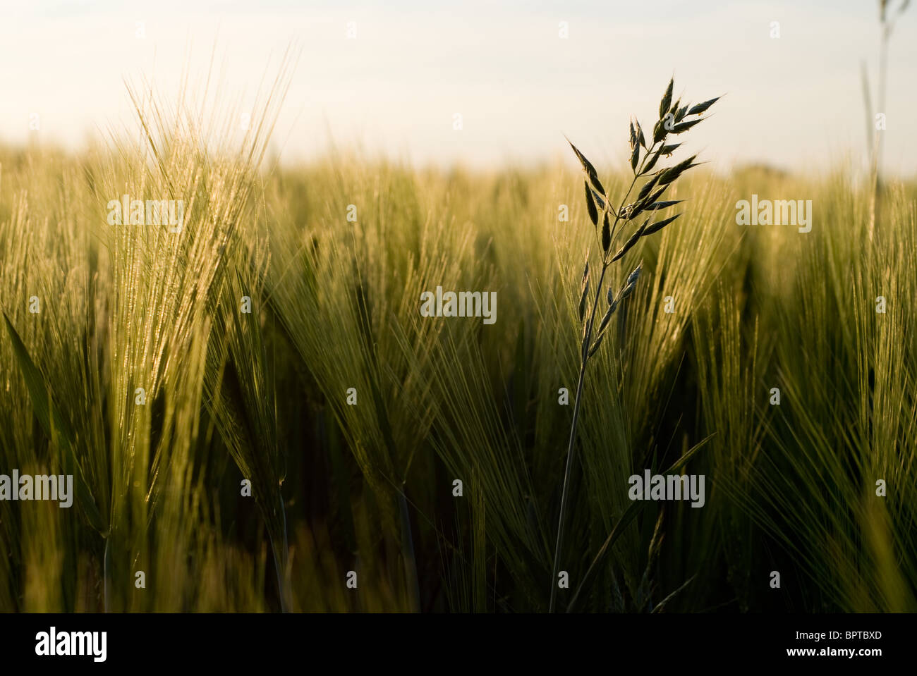 Grass in front of a field with wheats. Warm, sunny, late summer ...