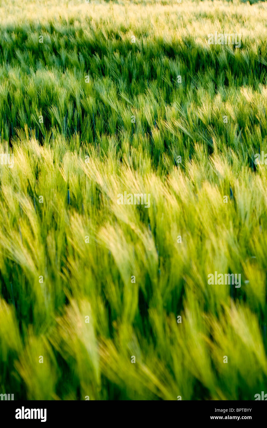 Wheatfield on a late summer afternoon Stock Photo - Alamy