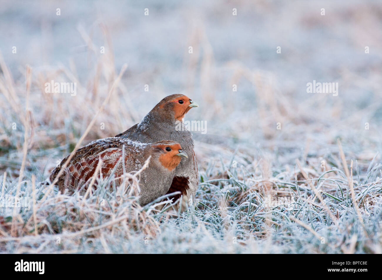 Male and female partridges hi-res stock photography and images - Alamy