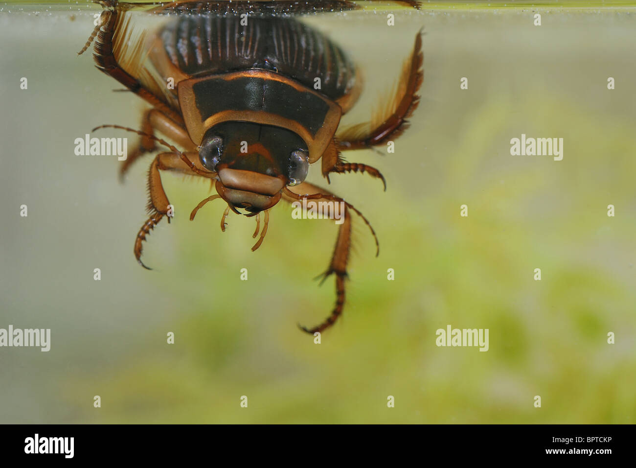 Great diving beetle - Water tiger (Dytiscus marginalis) - Female ...