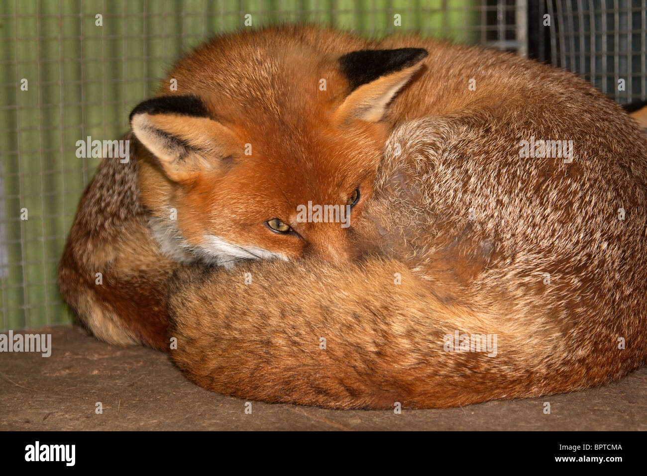 A rescued red fox lies curled up in its cage at a wildlife rescue ...