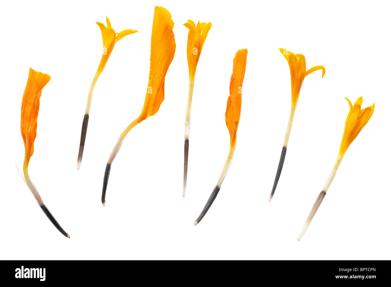 Orange marigold flowers on Cut Out Stock Images & Pictures - Alamy