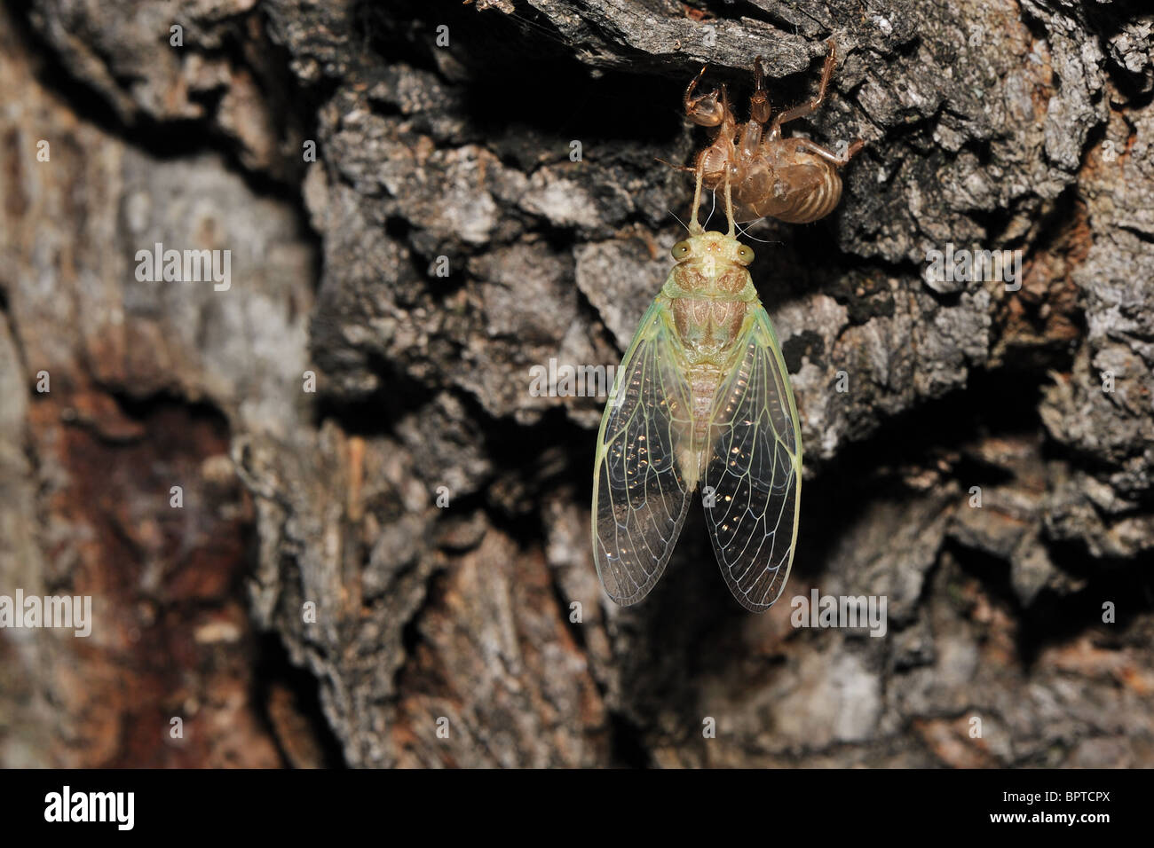Cicada France High Resolution Stock Photography and Images - Alamy